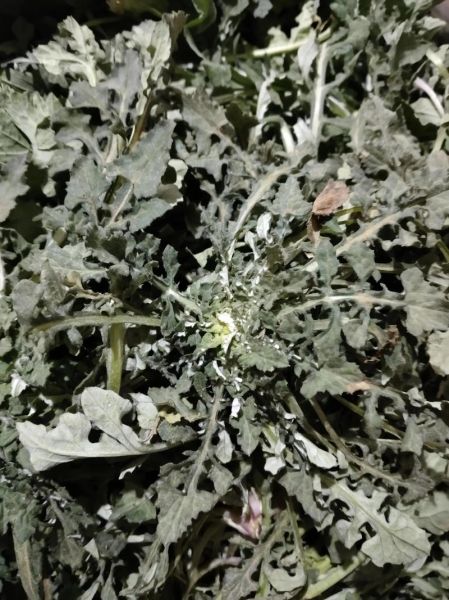 猪婆菜又叫什么菜_猪婆菜与牛皮菜区别-第2张图片-山城妙识