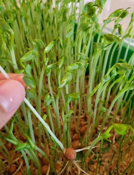 芽苗菜利润有多大_芽苗菜种植成本与收益-第1张图片-山城妙识