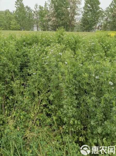 紫花苜蓿图片大全大图_紫花苜蓿长什么样-第1张图片-山城妙识