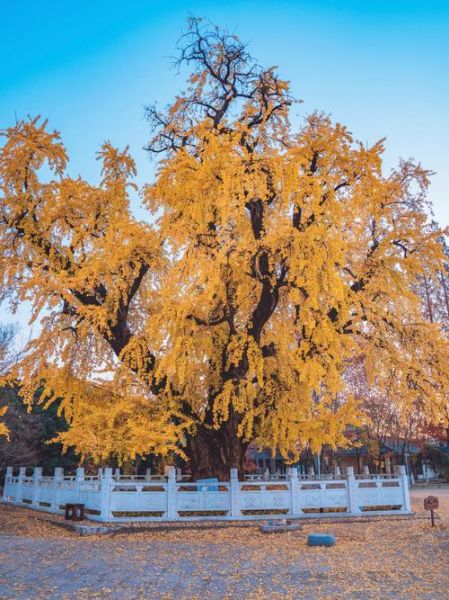银杏树适合种在庭院吗_银杏树风水寓意是什么-第1张图片-山城妙识 银杏树适合种在庭院吗_银杏树风水寓意是什么-第1张图片-山城妙识