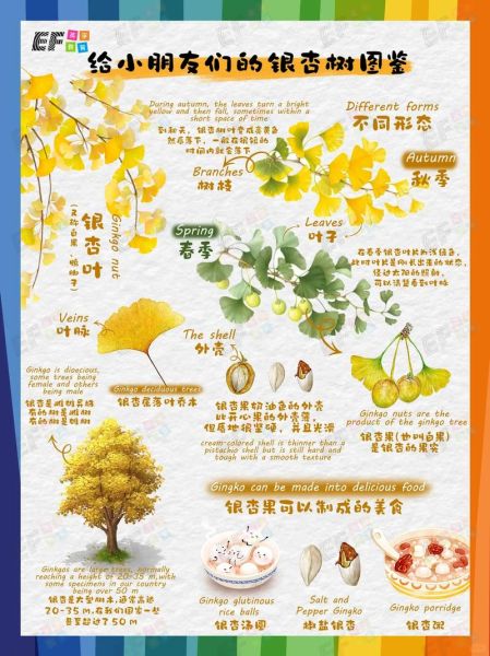 银杏树适合种在庭院吗_银杏树风水寓意是什么-第3张图片-山城妙识 银杏树适合种在庭院吗_银杏树风水寓意是什么-第3张图片-山城妙识