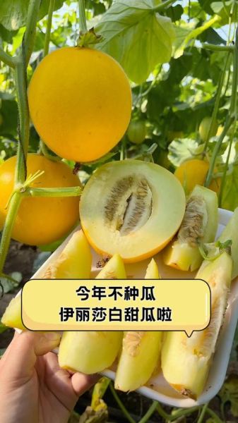 伊丽莎白瓜的热量高吗_伊丽莎白瓜减肥能吃吗-第2张图片-山城妙识