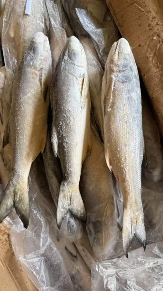 马友鱼多少钱一斤_马友鱼价格为什么差距大-第1张图片-山城妙识