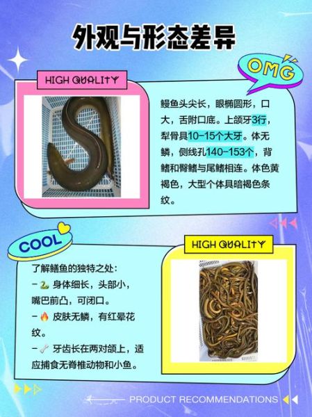 鳗鱼和黄鳝是一种东西吗_区别在哪里-第1张图片-山城妙识