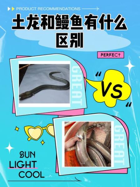 鳗鱼和黄鳝是一种东西吗_区别在哪里-第3张图片-山城妙识