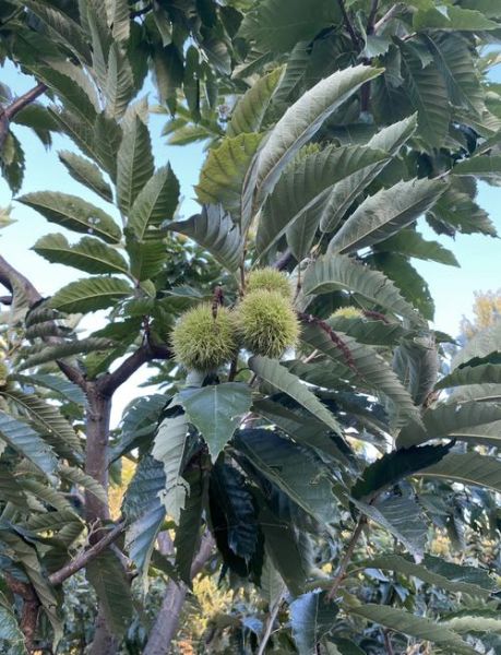 中国哪里的板栗最有名_迁西板栗为什么出名-第2张图片-山城妙识