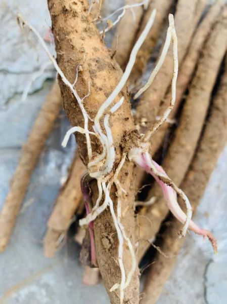 淮山发芽了可以吃吗_淮山发芽怎么处理-第1张图片-山城妙识