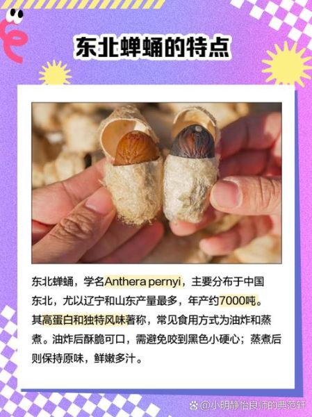 蝉蛹价格一斤多少钱_蝉蛹多少钱一斤2024-第3张图片-山城妙识