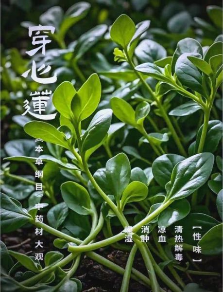 穿心莲菜的功效与作用_怎么吃最有效-第2张图片-山城妙识