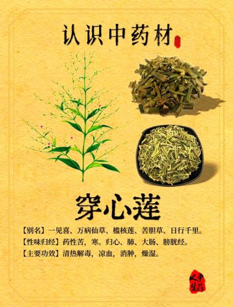 穿心莲菜的功效与作用_怎么吃最有效-第1张图片-山城妙识