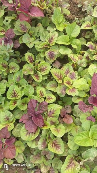 紫苋菜的营养价值_紫苋菜的功效与作用-第3张图片-山城妙识