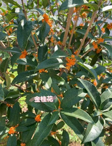 桂花茶怎么做_自制桂花茶的方法-第1张图片-山城妙识