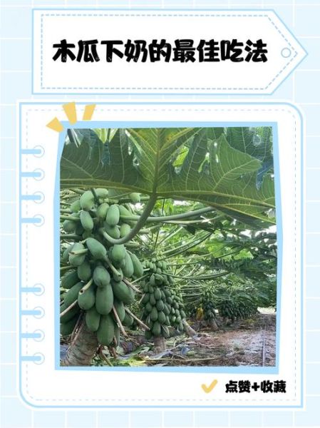 木瓜丰胸是真的吗_木瓜怎么吃才丰胸-第2张图片-山城妙识 木瓜丰胸是真的吗_木瓜怎么吃才丰胸-第2张图片-山城妙识