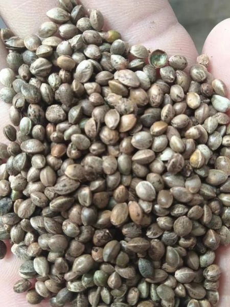 火麻仁多少钱一斤_火麻仁价格行情-第2张图片-山城妙识