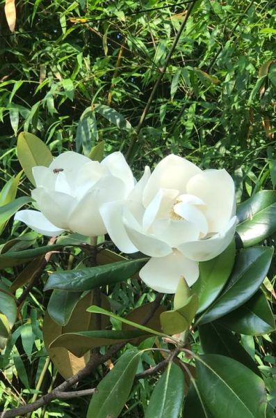 白玉兰花什么时候开_白玉兰花的花语是什么-第1张图片-山城妙识