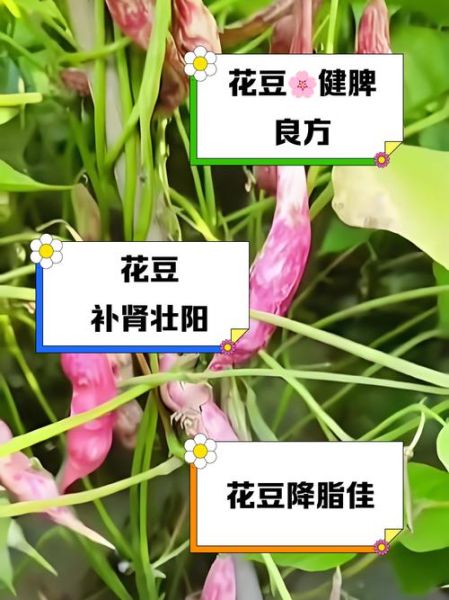 花豆的功效与作用_花豆怎么吃最营养-第2张图片-山城妙识