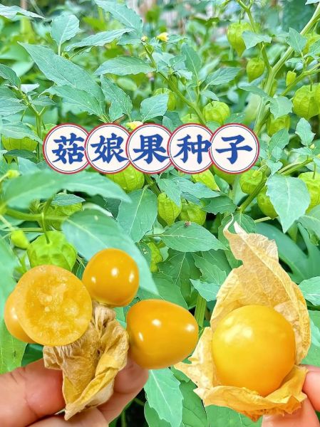 菇茑怎么读_菇茑和姑娘果区别-第1张图片-山城妙识