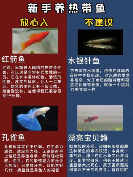 淡水观赏鱼有哪些_如何挑选热带鱼-第1张图片-山城妙识