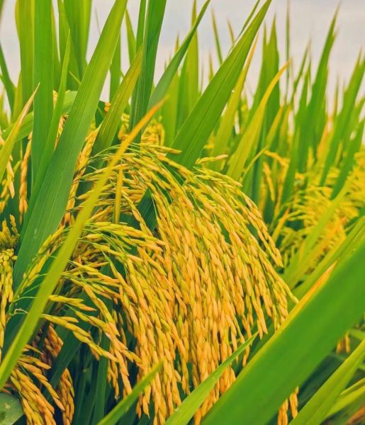 大地丰收图片_如何拍摄出金黄稻田氛围感-第3张图片-山城妙识