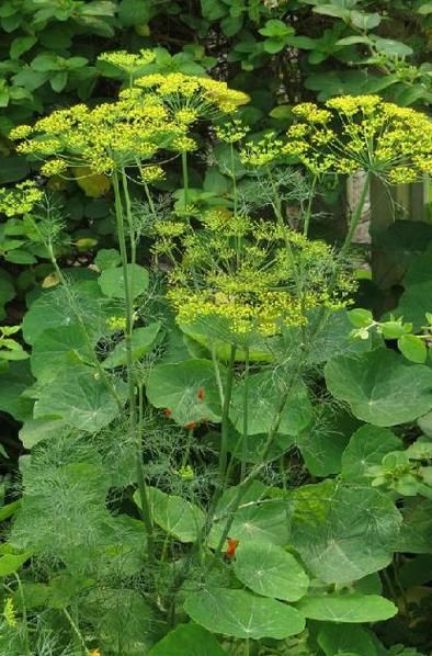 莳萝子的功效与作用_孕妇能吃莳萝子吗-第2张图片-山城妙识