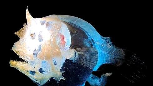 幽灵鱼是什么_幽灵鱼图片真实吗-第3张图片-山城妙识