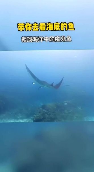 幽灵鱼是什么_幽灵鱼图片真实吗-第2张图片-山城妙识