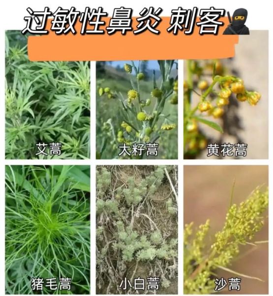 蒿草过敏症状_蒿草过敏怎么办-第1张图片-山城妙识