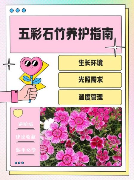 五彩石竹怎么养_五彩石竹花期多久-第1张图片-山城妙识 五彩石竹怎么养_五彩石竹花期多久-第1张图片-山城妙识