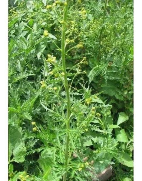 蒿草过敏症状_蒿草过敏怎么办-第2张图片-山城妙识