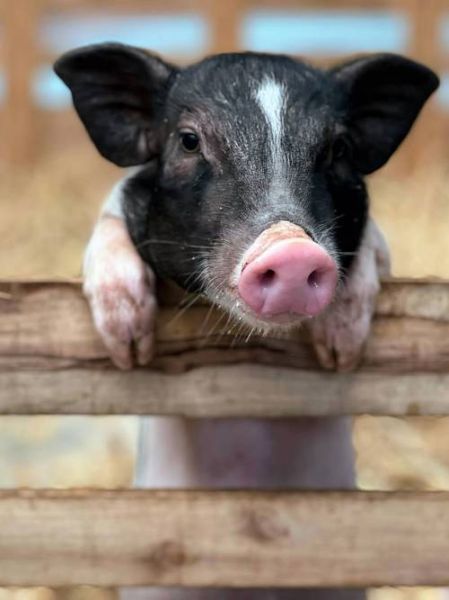 猪图片大全大图_哪里找高清无水印-第1张图片-山城妙识 猪图片大全大图_哪里找高清无水印-第1张图片-山城妙识