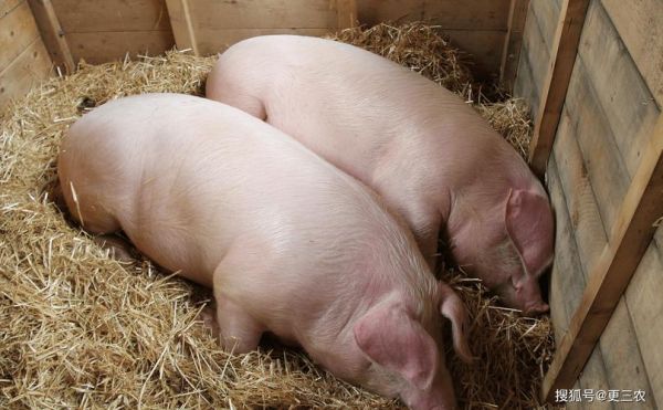 猪图片大全大图_哪里找高清无水印-第3张图片-山城妙识 猪图片大全大图_哪里找高清无水印-第3张图片-山城妙识