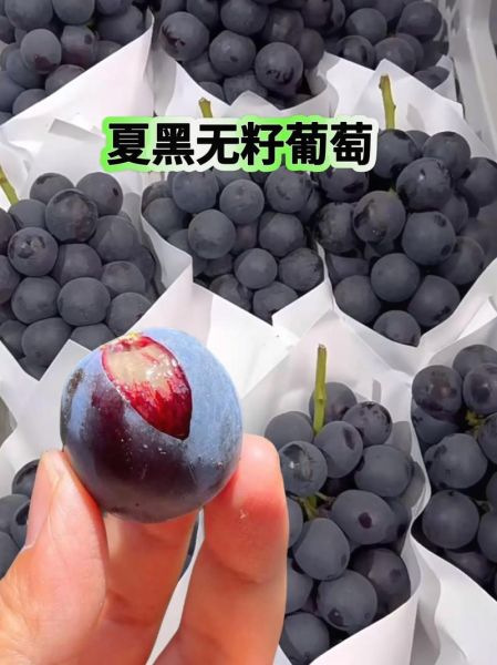 夏黑葡萄什么时候成熟_夏黑葡萄和巨峰葡萄区别-第3张图片-山城妙识