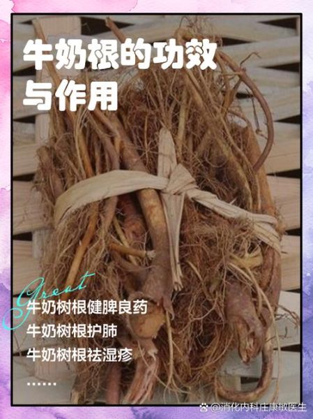 牛奶树根的功效与作用_牛奶树根怎么泡水喝-第2张图片-山城妙识