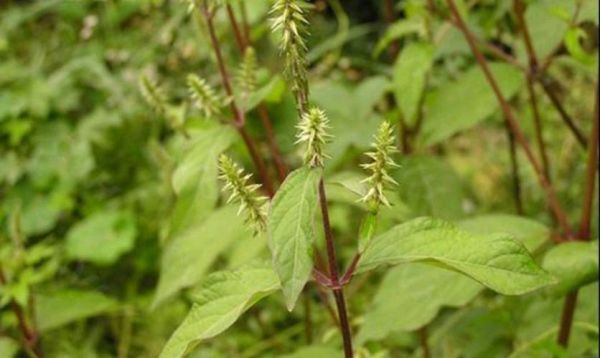 川牛膝和怀牛膝的区别_如何辨别真假川牛膝-第2张图片-山城妙识 川牛膝和怀牛膝的区别_如何辨别真假川牛膝-第2张图片-山城妙识