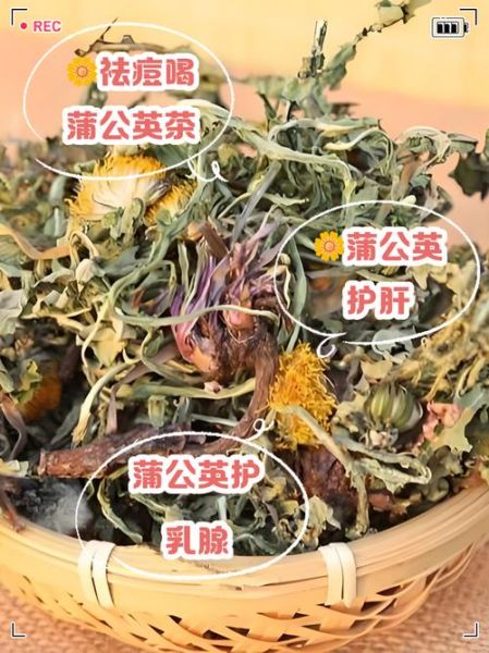 蒲公英茶的功效与禁忌_哪些人不能喝-第2张图片-山城妙识
