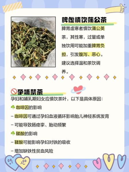 蒲公英茶的功效与禁忌_哪些人不能喝-第1张图片-山城妙识