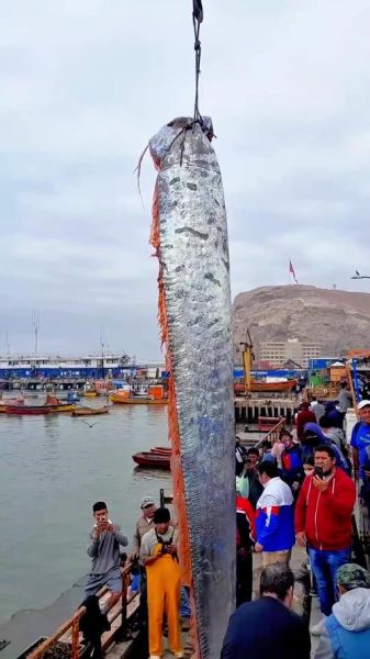 皇带鱼为什么被称为地震鱼_皇带鱼的恐怖传说真相-第2张图片-山城妙识