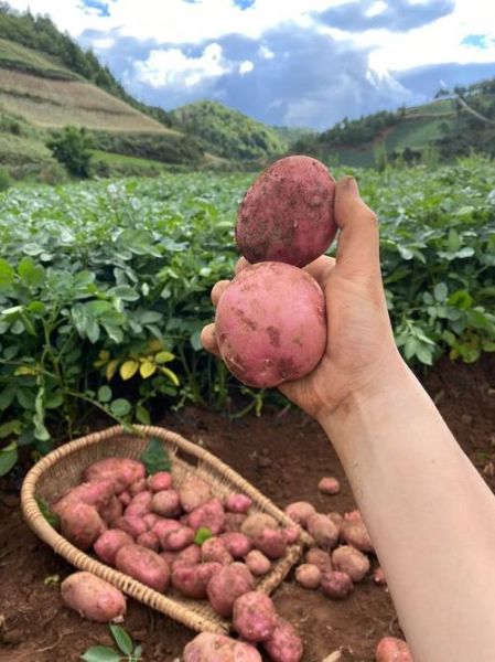 红土豆和普通土豆有什么区别_哪个更好吃-第2张图片-山城妙识