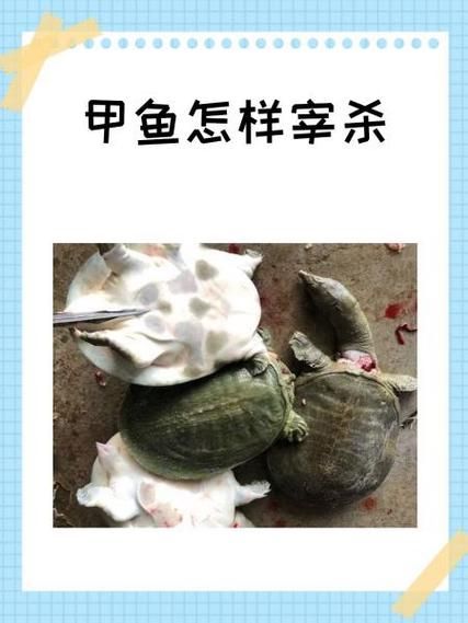 甲鱼怎么杀_甲鱼宰杀前怎么处理-第2张图片-山城妙识