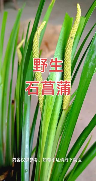 野生石菖蒲图片_如何辨别真假野生石菖蒲-第1张图片-山城妙识 野生石菖蒲图片_如何辨别真假野生石菖蒲-第1张图片-山城妙识
