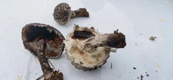 松塔牛肝菌有毒吗_松塔牛肝菌怎么吃-第1张图片-山城妙识