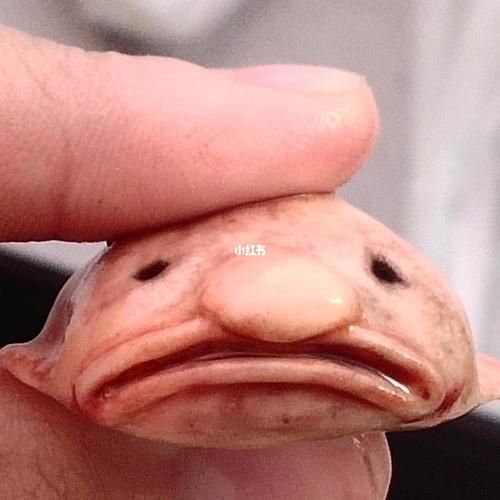 水滴鱼是什么梗_水滴鱼表情包怎么来的-第3张图片-山城妙识