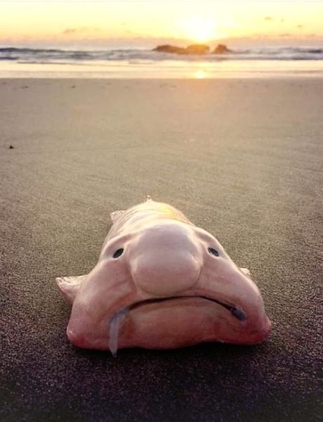 水滴鱼是什么梗_水滴鱼表情包怎么来的-第1张图片-山城妙识