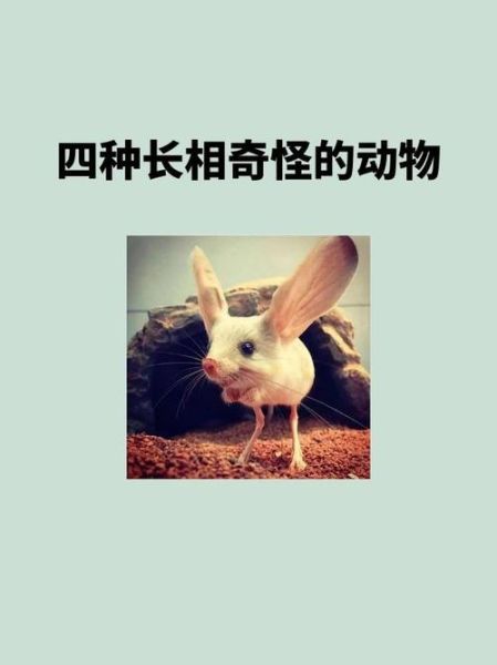 水滴鱼是什么梗_水滴鱼表情包怎么来的-第2张图片-山城妙识