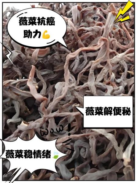 薇菜的功效与作用_薇菜怎么吃最健康-第2张图片-山城妙识