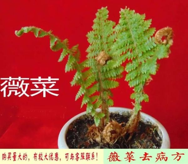 薇菜的功效与作用_薇菜怎么吃最健康-第1张图片-山城妙识