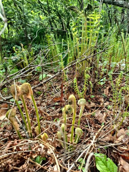 薇菜的功效与作用_薇菜怎么吃最健康-第3张图片-山城妙识