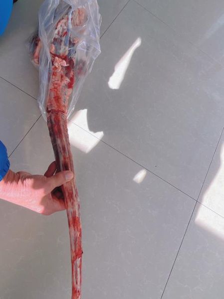 红烧牛尾骨怎么做_红烧牛尾骨要焯水吗-第2张图片-山城妙识