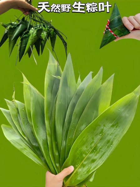 粽叶有几种图片_粽叶种类大全图解-第1张图片-山城妙识