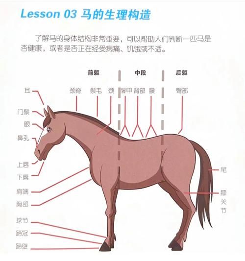 马蹄是马的什么部位_马蹄的结构和功能-第1张图片-山城妙识